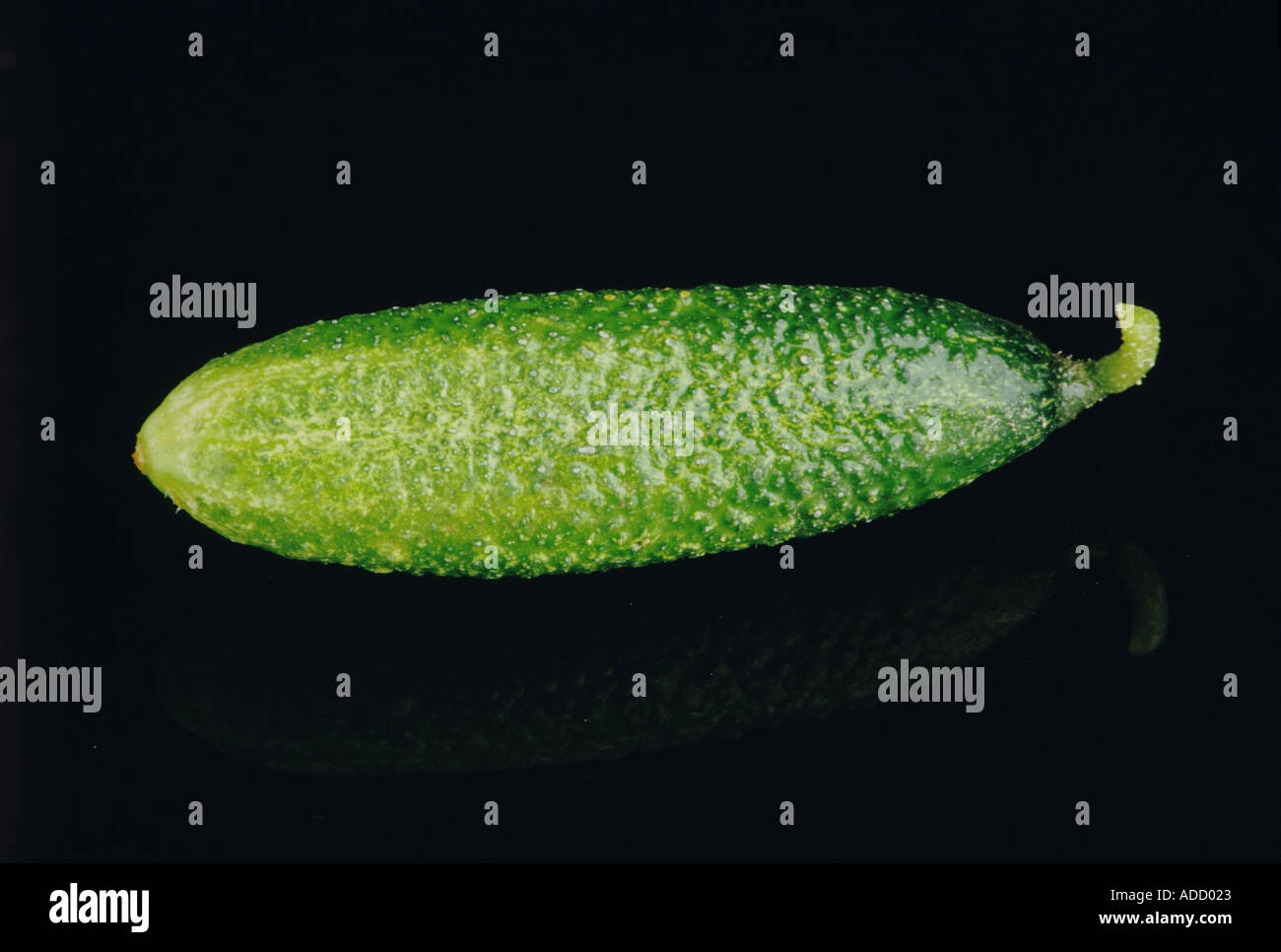 food vegetable vegetables green cucumber gherkin cucumbers Stock Photo ...