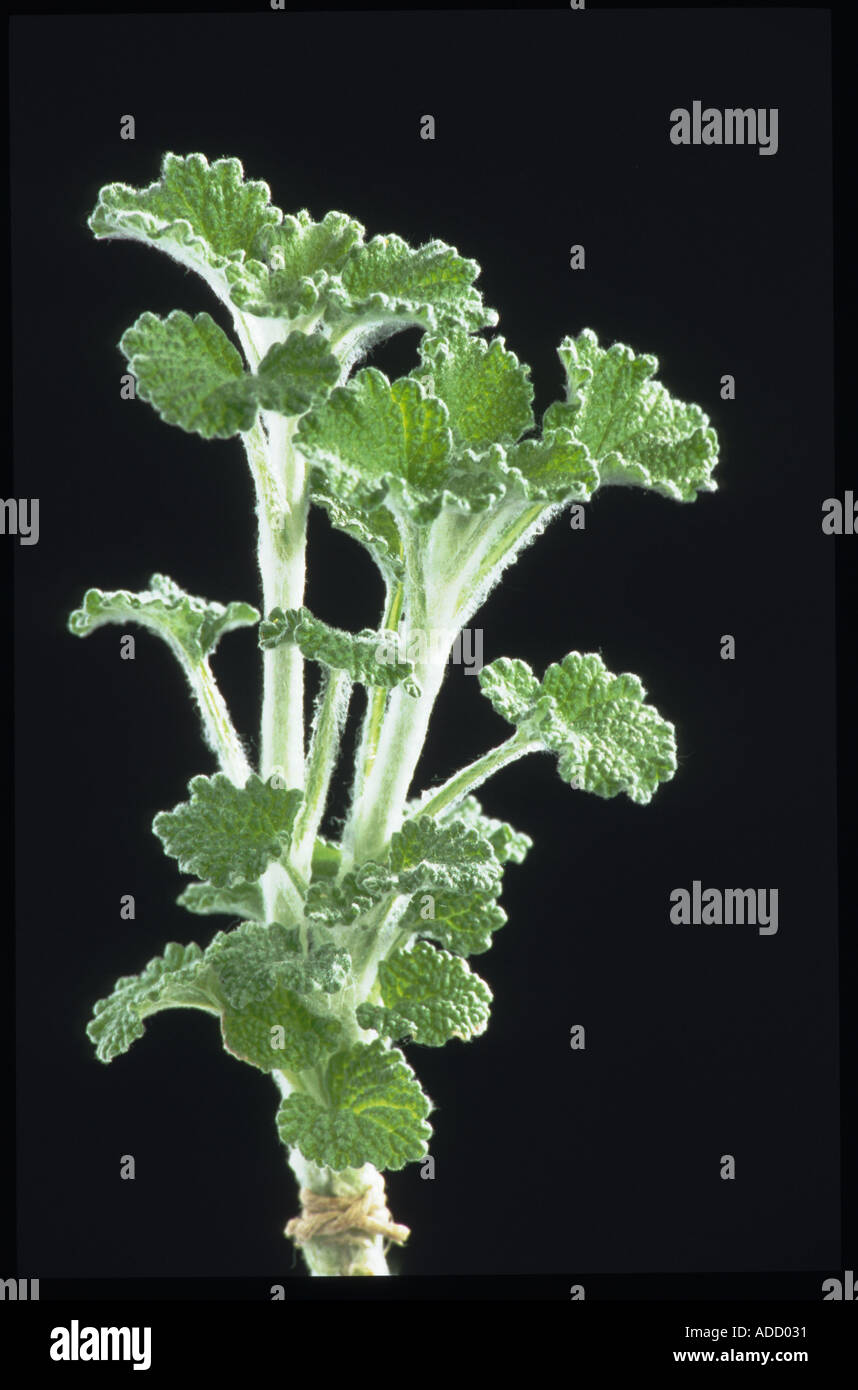 Horehound Marrubium vulgare medicinal plant Stock Photo - Alamy