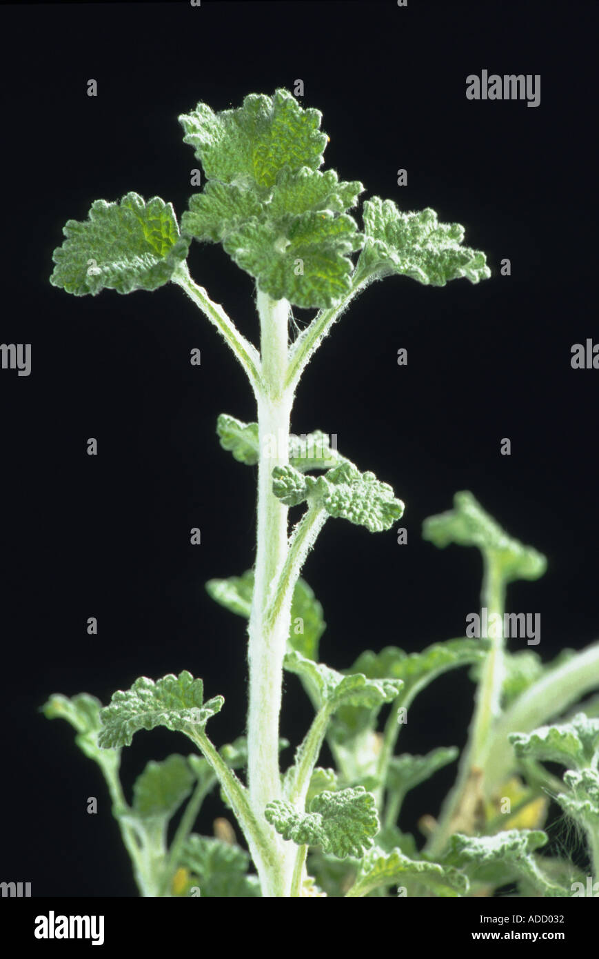 Horehound Marrubium vulgare medicinal plant Stock Photo - Alamy