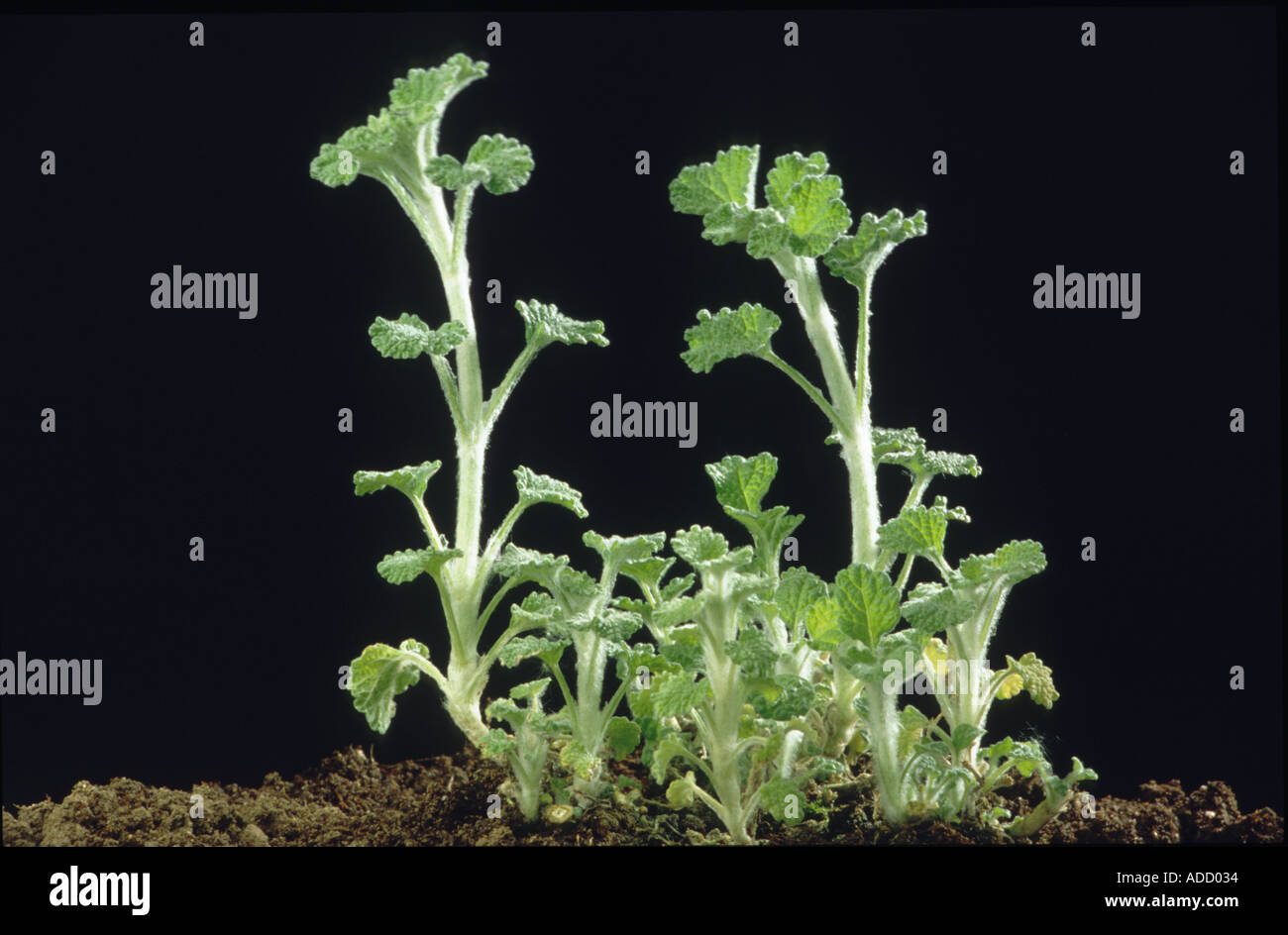 Horehound Marrubium vulgare medicinal plant Stock Photo - Alamy