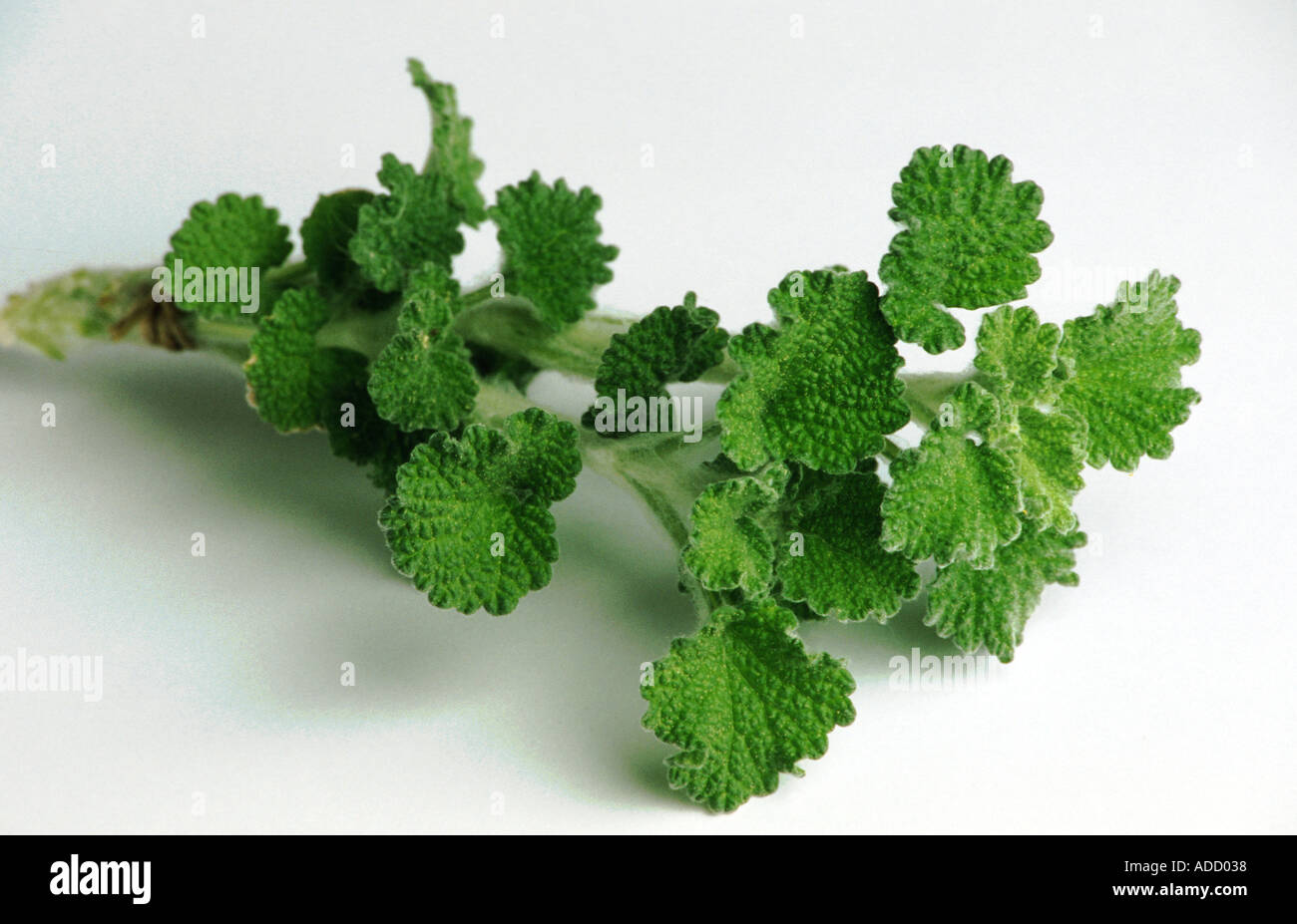Horehound Marrubium vulgare medicinal plant Stock Photo - Alamy
