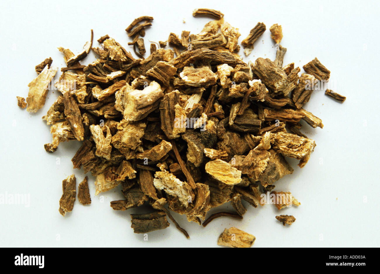 Angelica radix root of Angelica Engelwurz medicinal plant Stock Photo ...