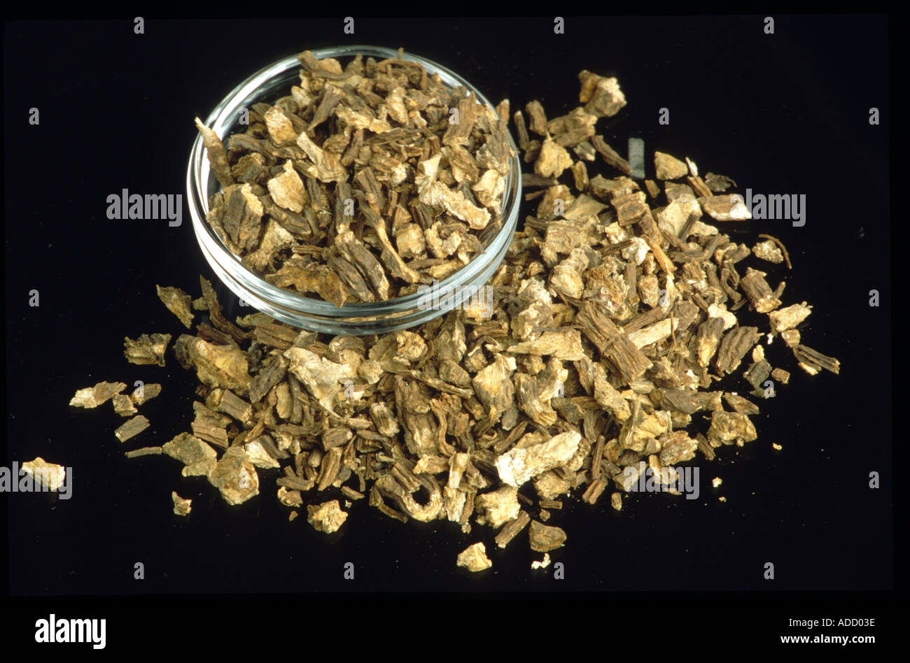 Angelica radix root of Angelica Engelwurz medicinal plant Stock Photo ...