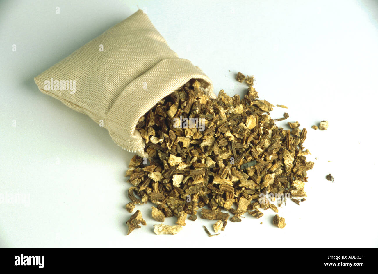 Angelica radix root of Angelica Engelwurz medicinal plant Stock Photo ...