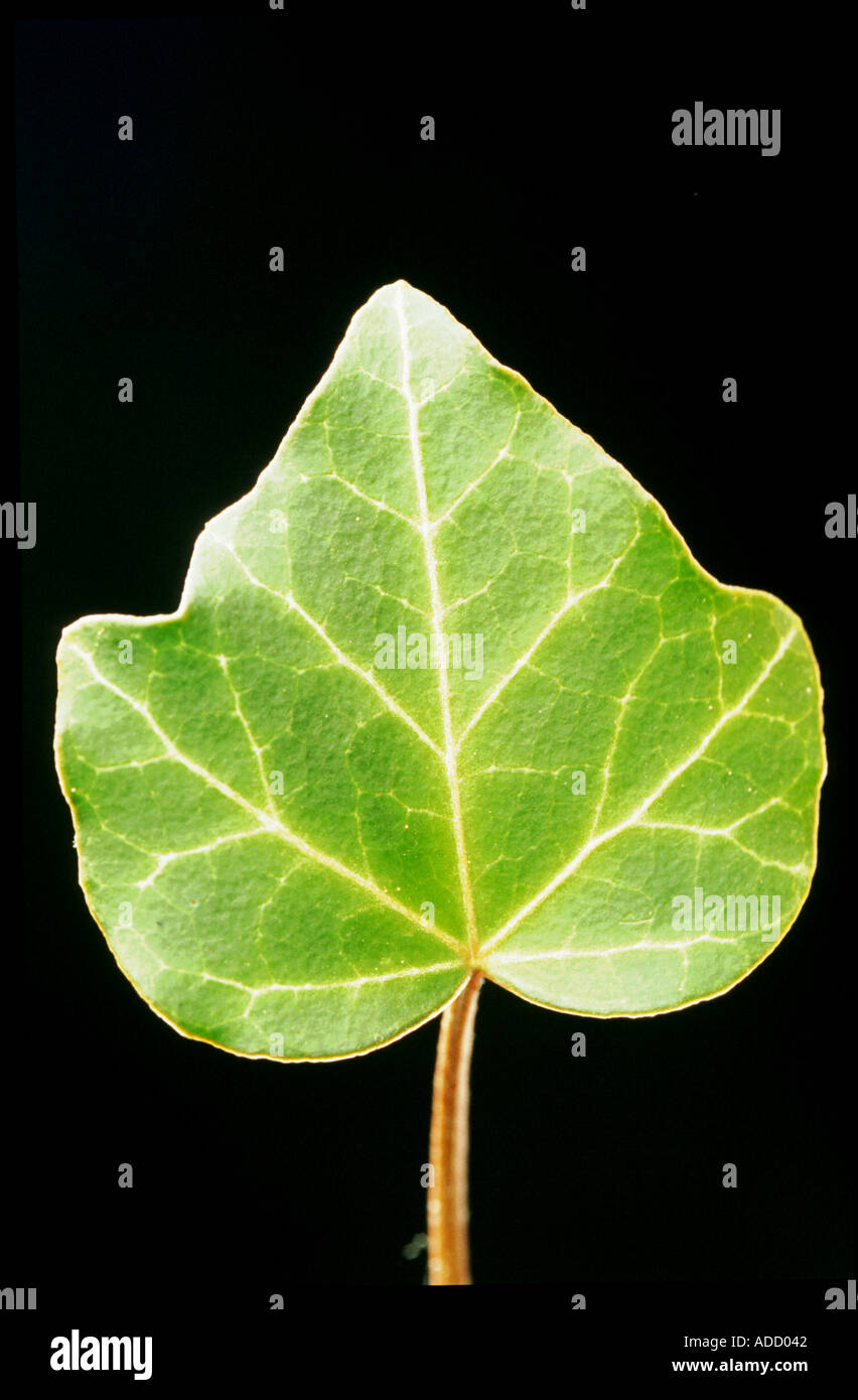 Hedera helix Ivy medicinal plant Efeu Stock Photo - Alamy