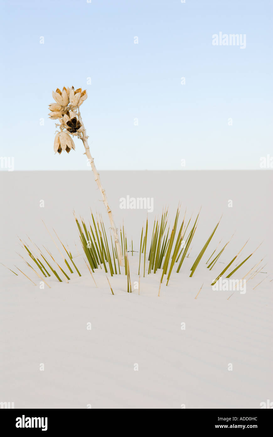 Soaptree Yucca plant partially buried at White Sands National Monument ...