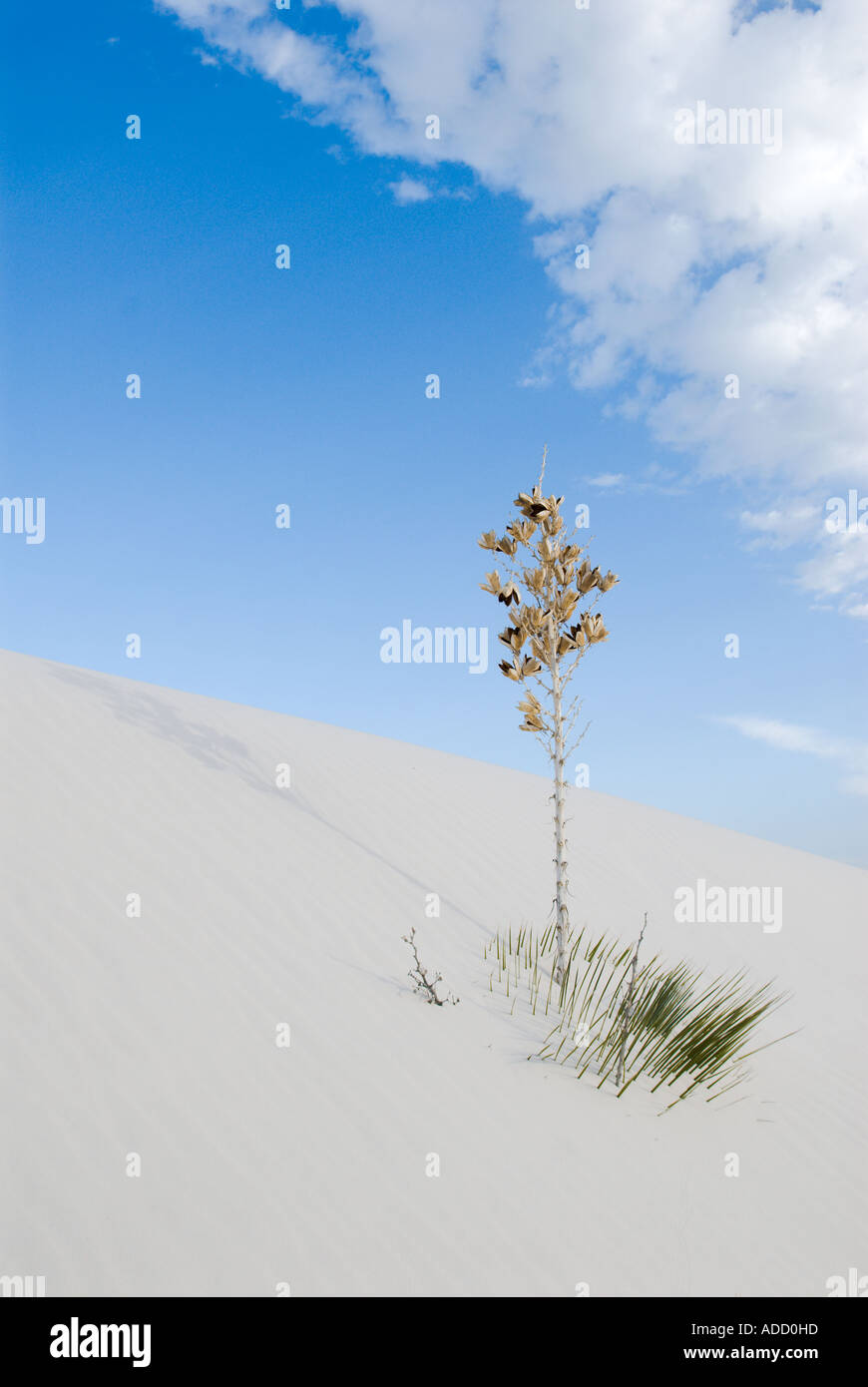 Soaptree Yucca plant at White Sands National Monument in New Mexico ...