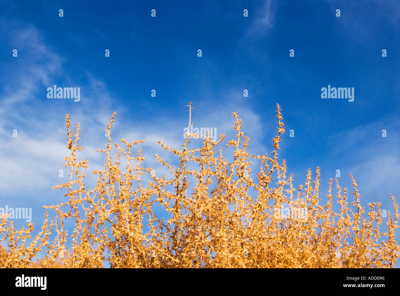 Dry Russian Thistle orTumbleweed a non native invasive at Lake Powell a ...