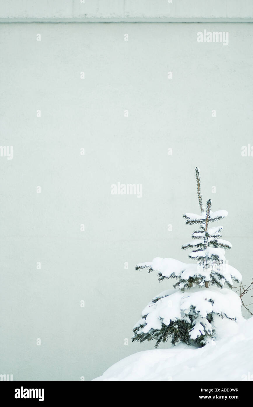 Fir tree covered with snow Stock Photo - Alamy