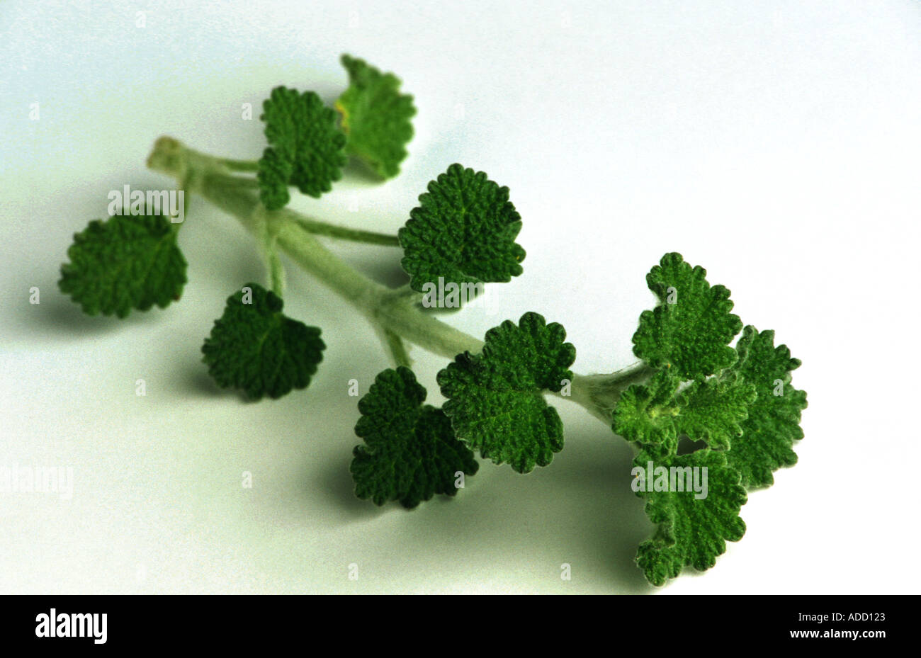 Medicinal plant Horehound Andorn Marrubium vulgare Stock Photo - Alamy