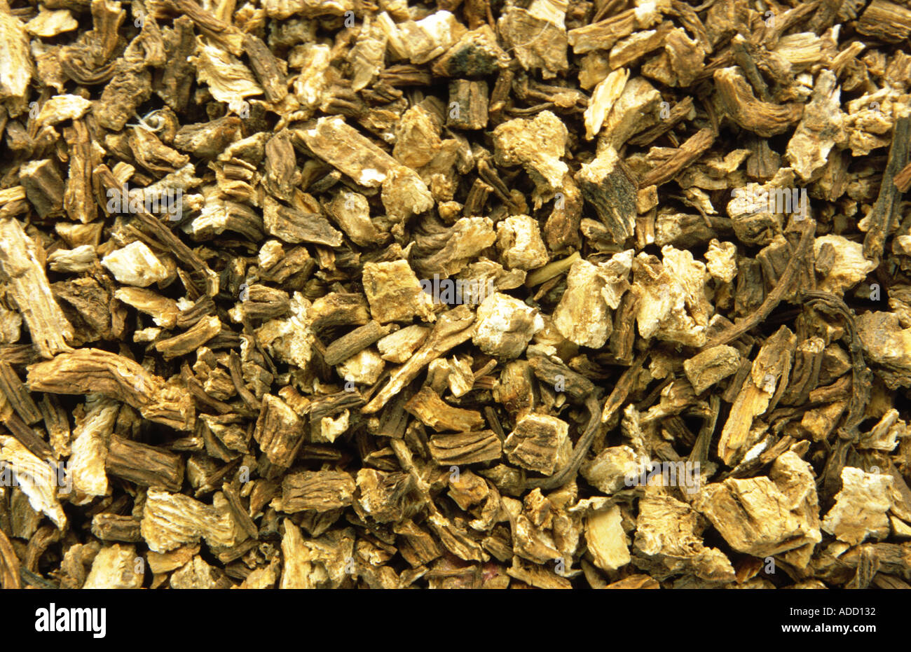 Medicinal plant Angelica dry root Angelica radix Stock Photo - Alamy