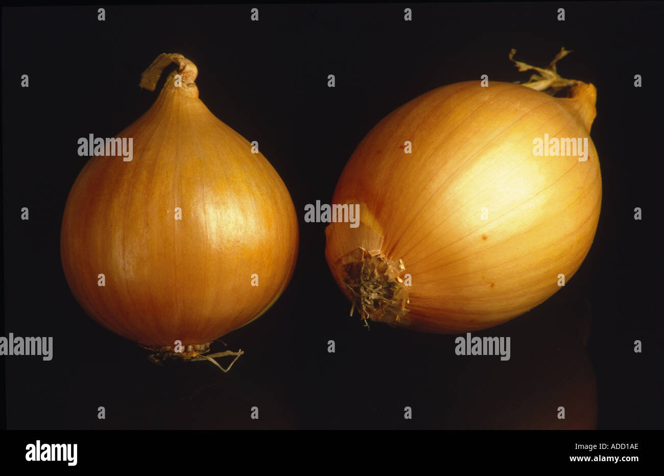 Onion two onions on black ground Stock Photo - Alamy