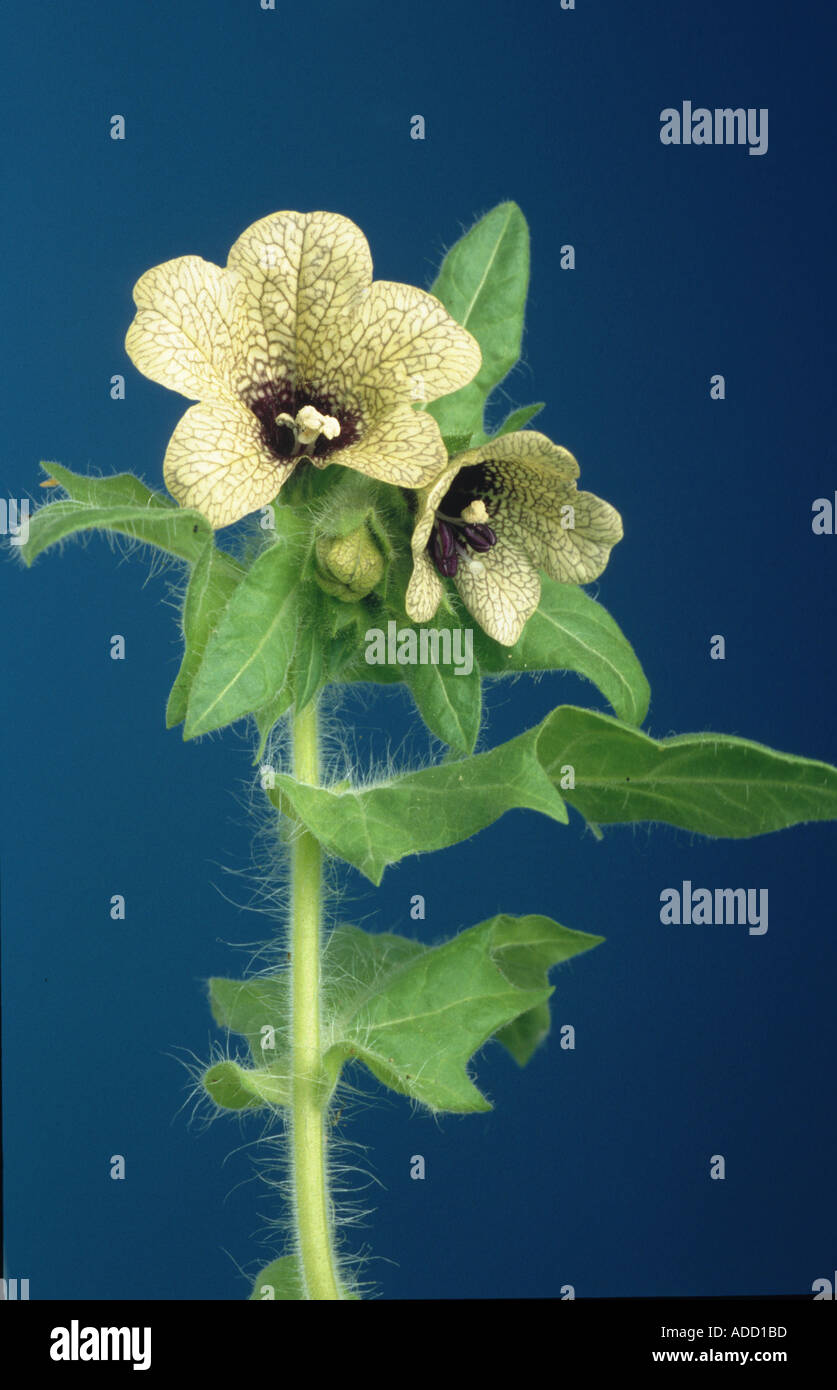 Medicinal plant poison Henbane Hyoscyamus niger Stock Photo - Alamy