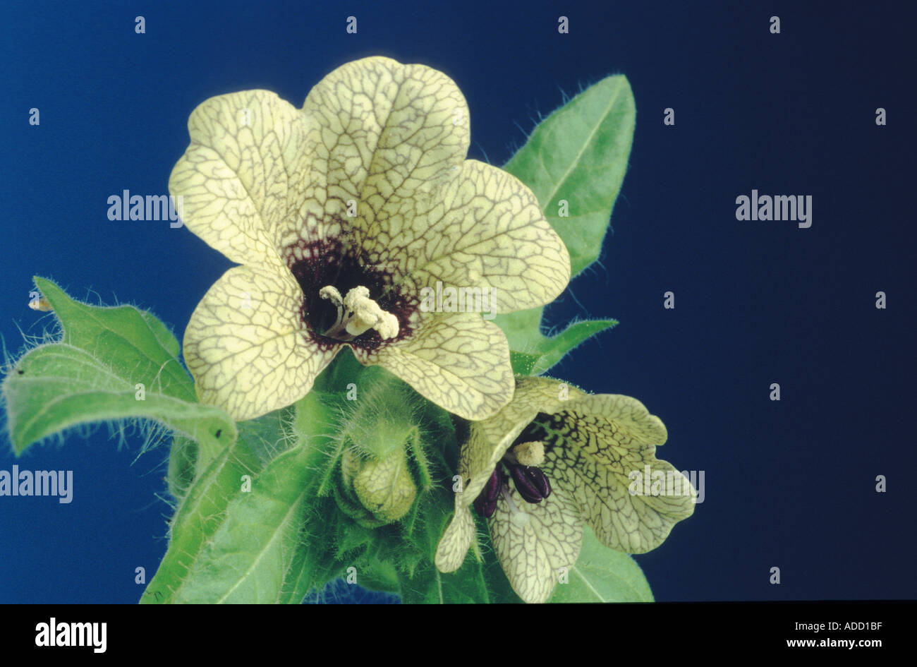 Medicinal plant poison Henbane Hyoscyamus niger Stock Photo - Alamy