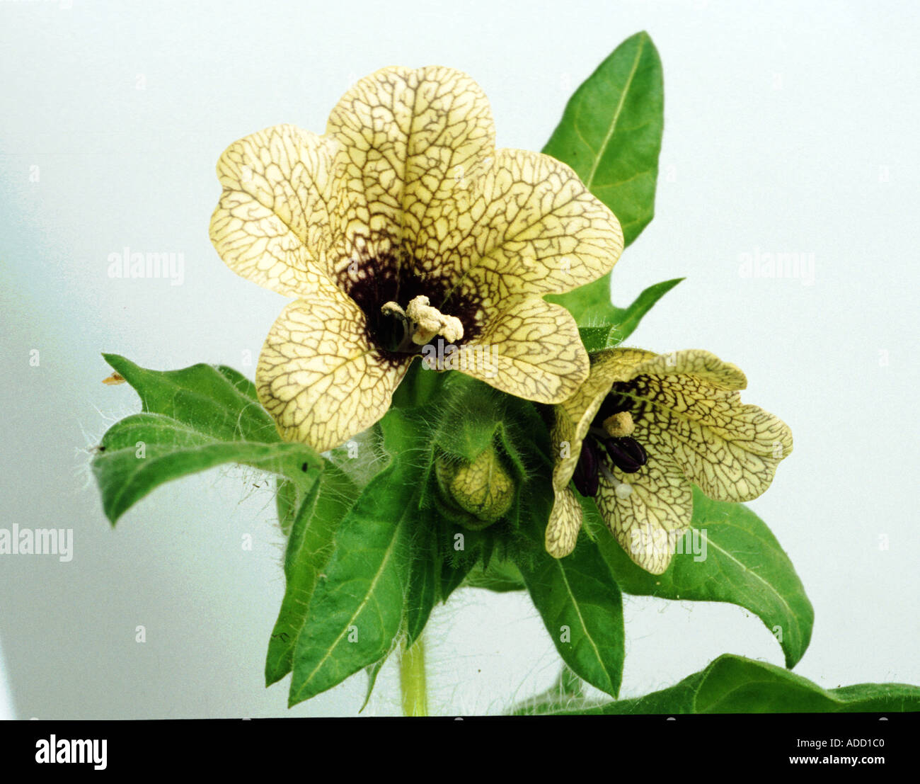 Medicinal plant poison Henbane Hyoscyamus niger Stock Photo - Alamy