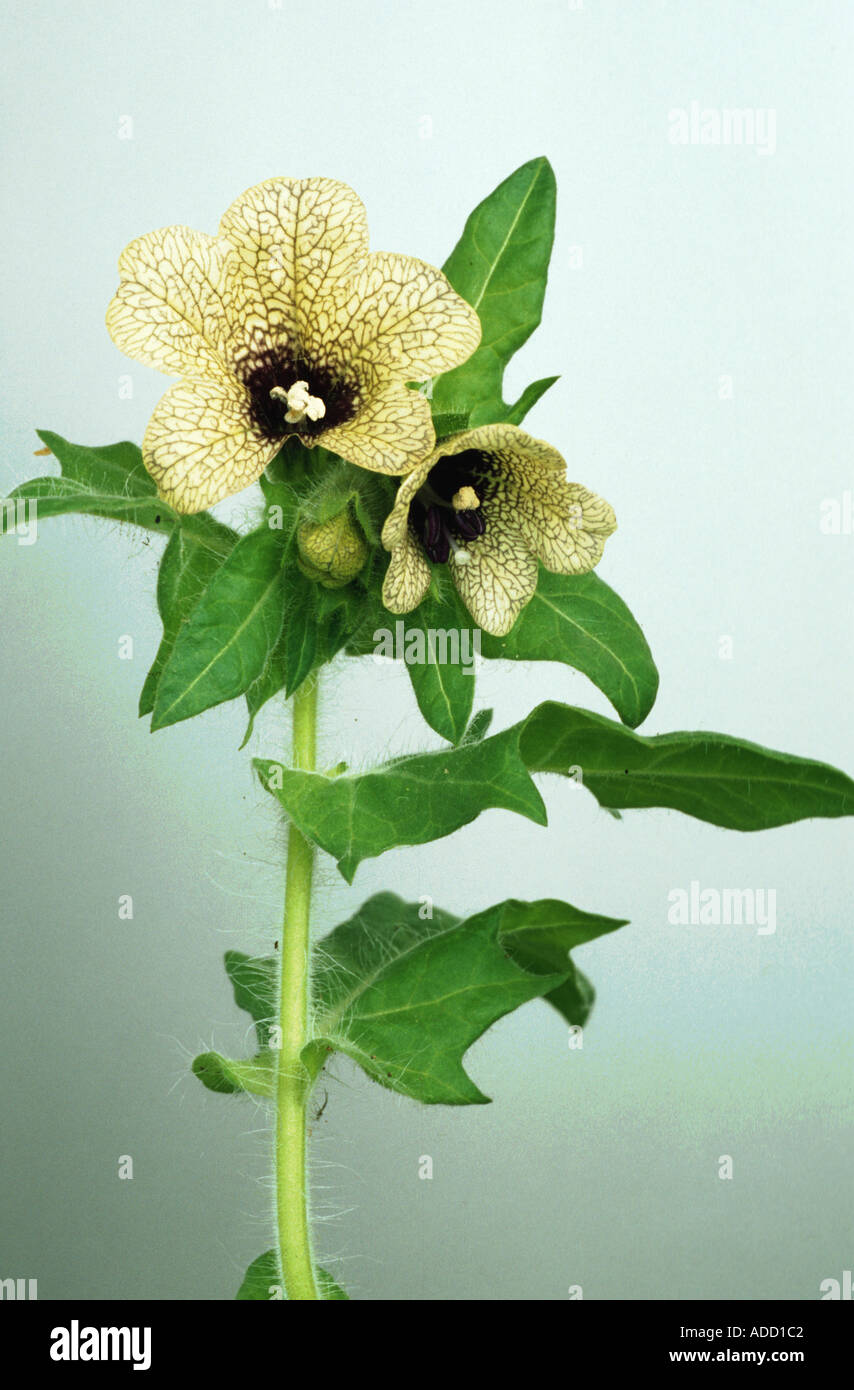 Medicinal plant poison Henbane Hyoscyamus niger Stock Photo - Alamy
