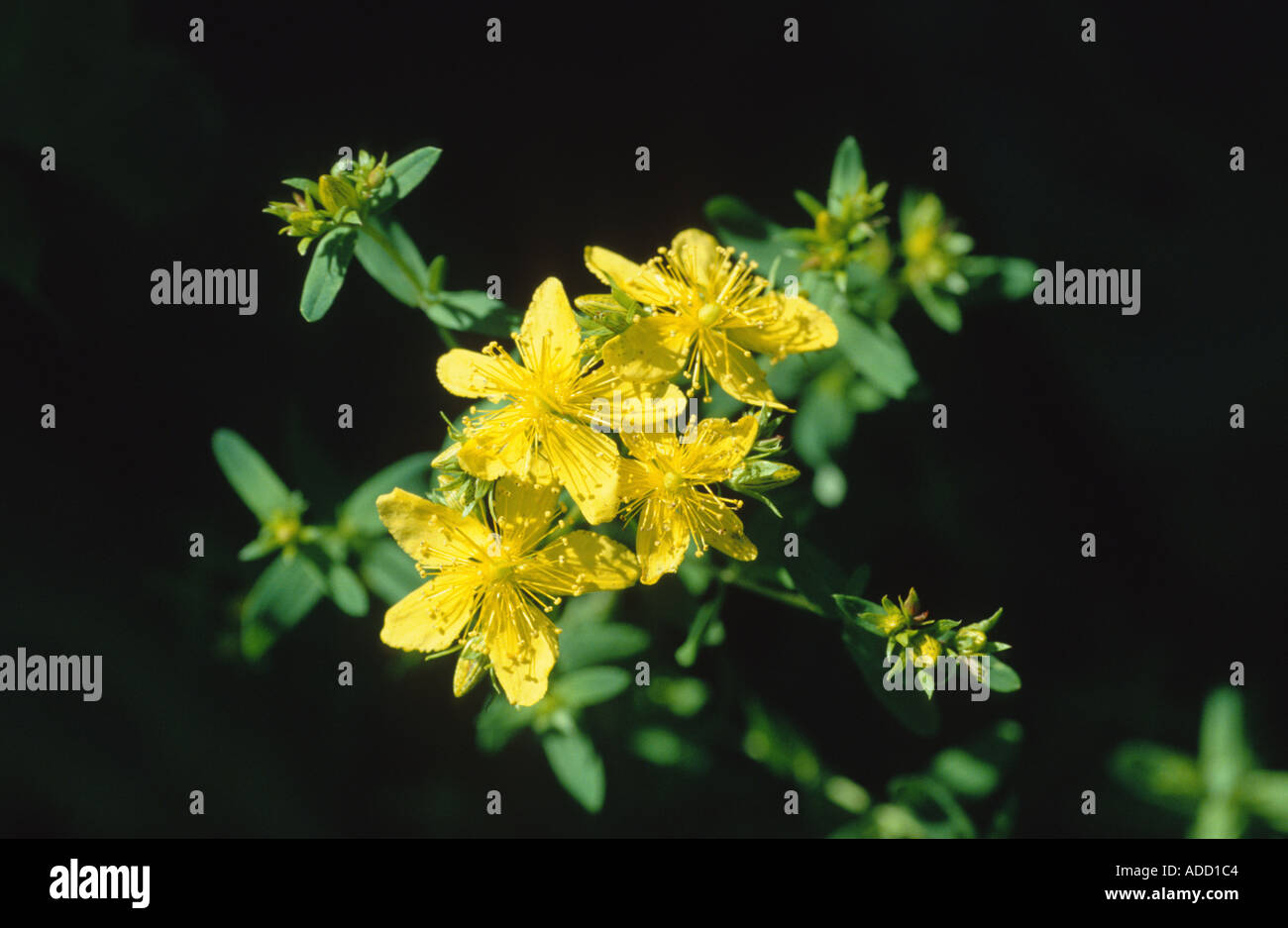 St John's wort, Hypericum perforatum, also known as Tipton's weed ...