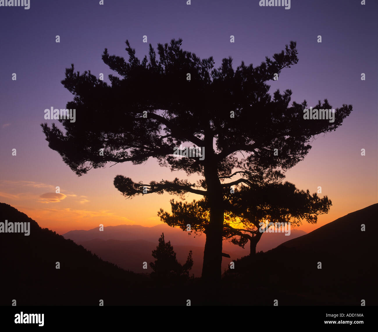 Pine tree sihlouette, Ierapetra, Crete, Greece Stock Photo - Alamy