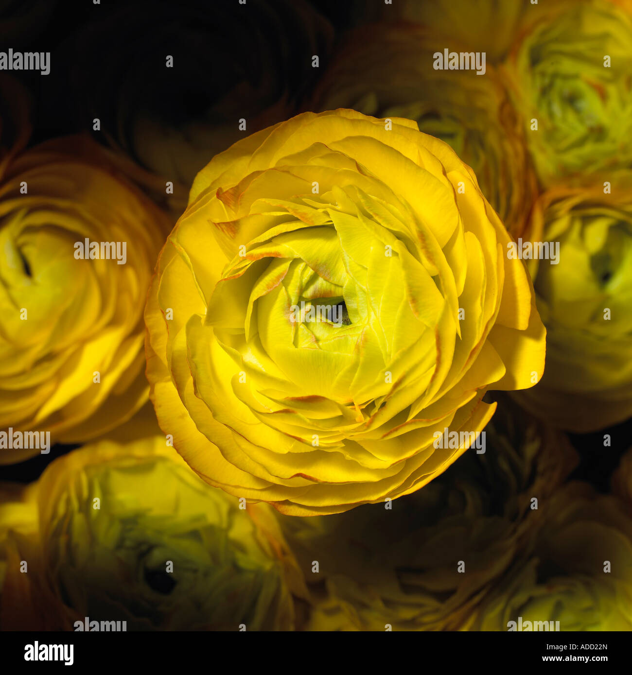 close up ranonkel flower Stock Photo - Alamy