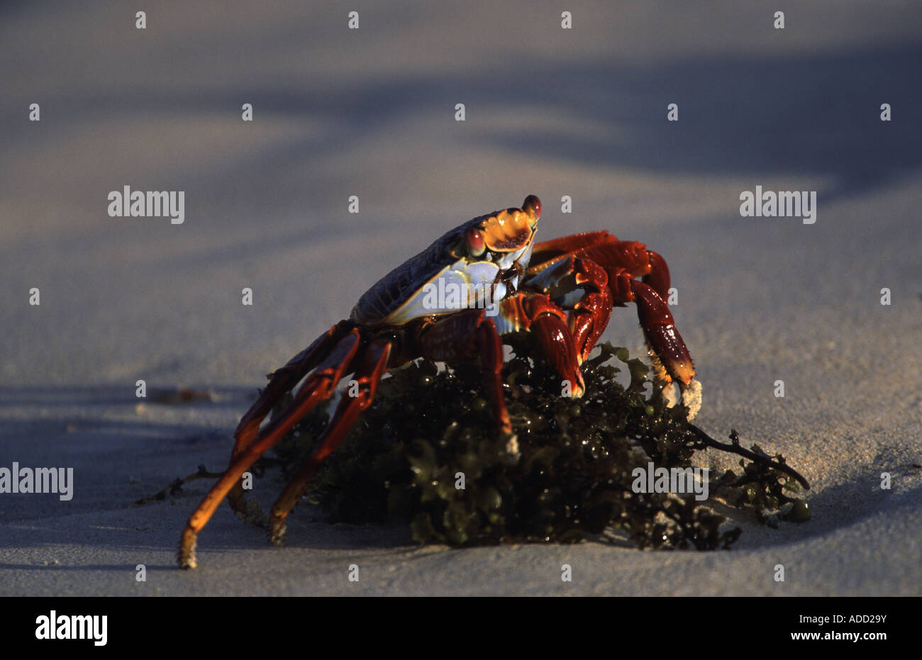 Sally Lightfoot crab Grapsus grapsus Galapagos Island Ecuador South ...
