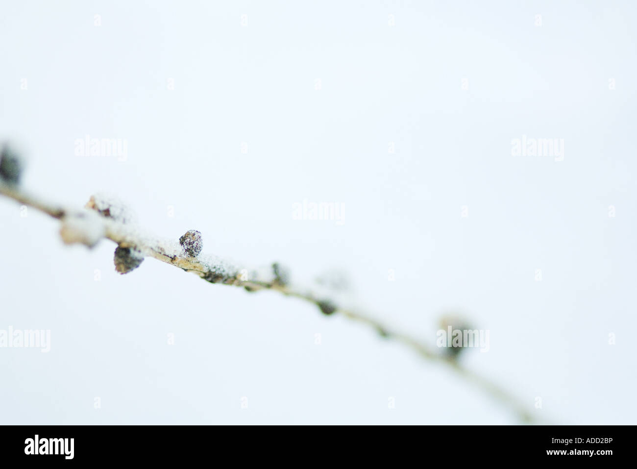 Twig in snow Stock Photo - Alamy
