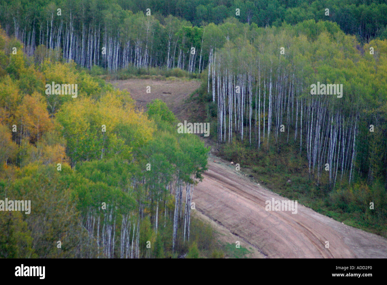 Logging road through a forest in scenic Northern Saskatchewan Canada ...
