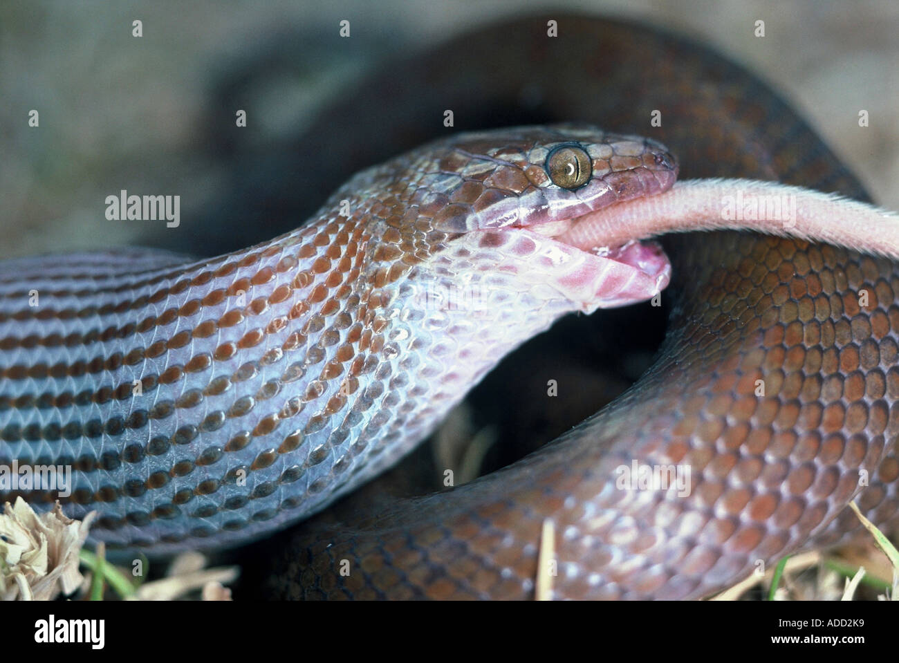 Brown House Snake, Lamprophis fuliginosus Stock Photo - Alamy