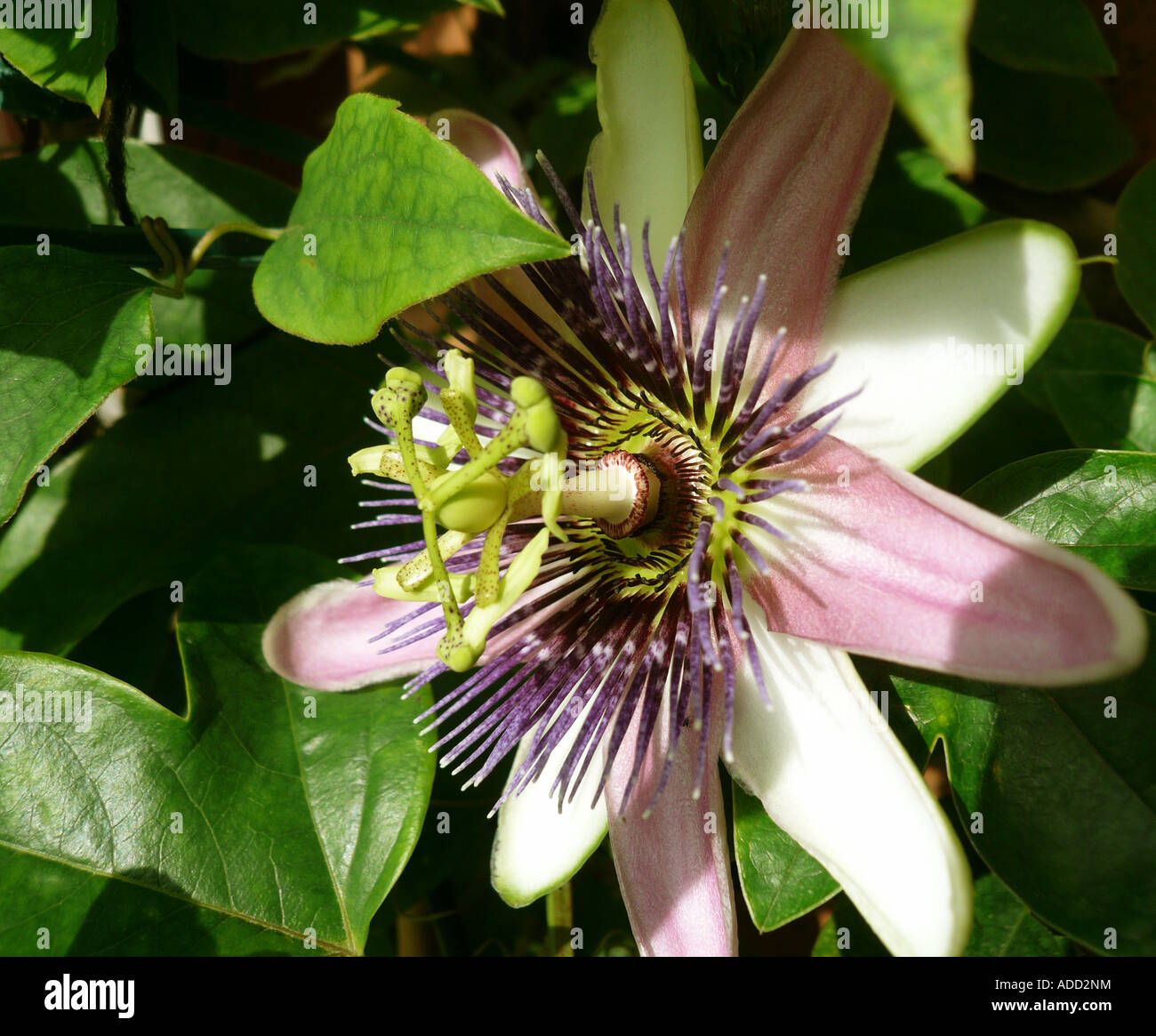 Passion flower leaves hi-res stock photography and images - Alamy