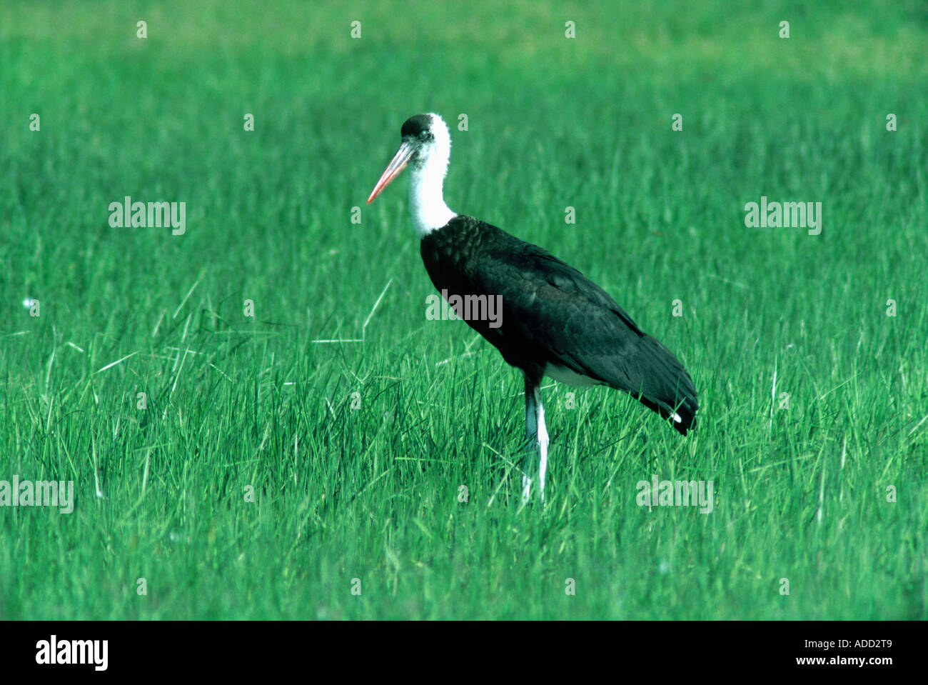 Woolly scales hi-res stock photography and images - Alamy