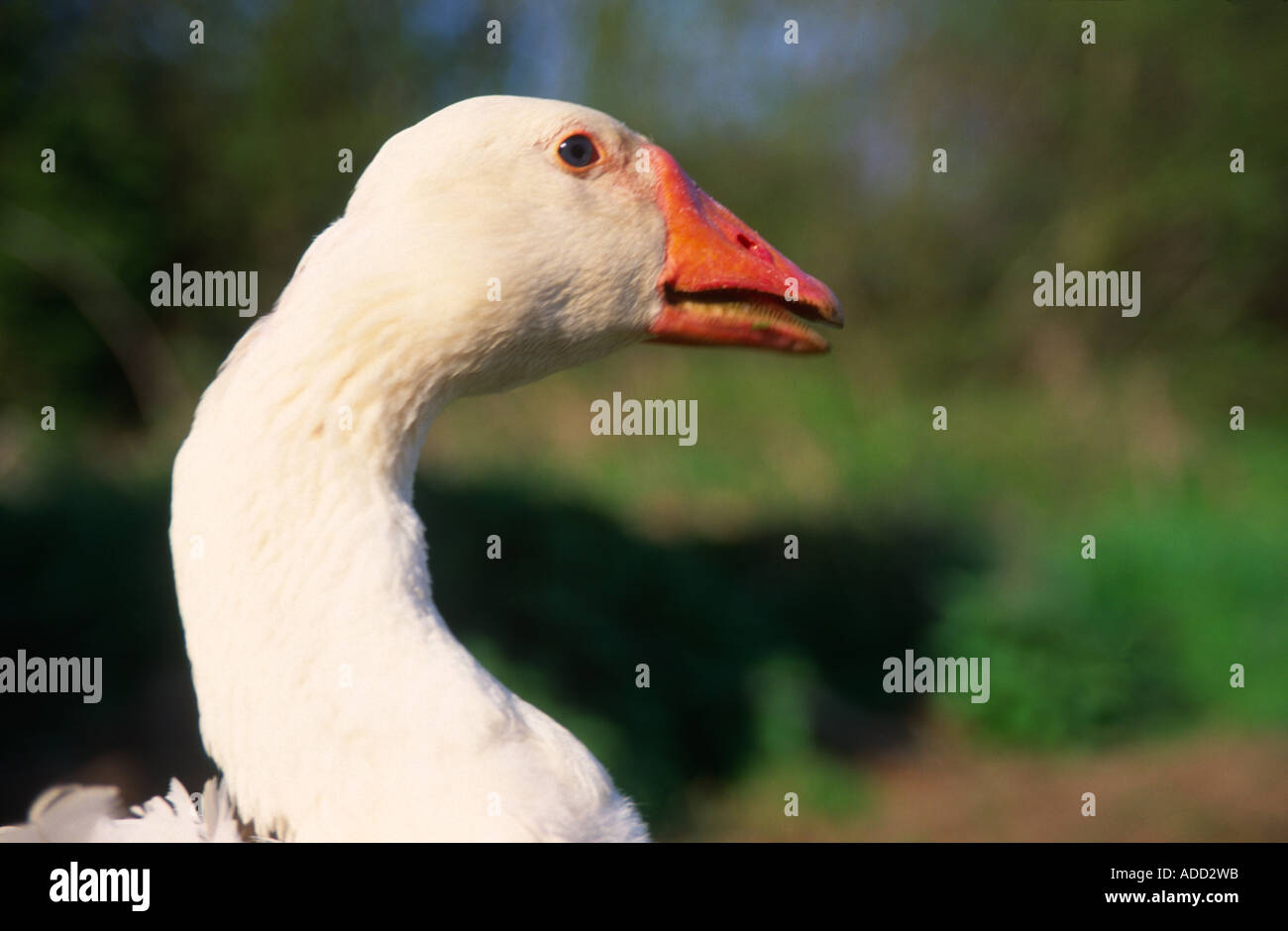 White Embden English goose head close up Stock Photo - Alamy