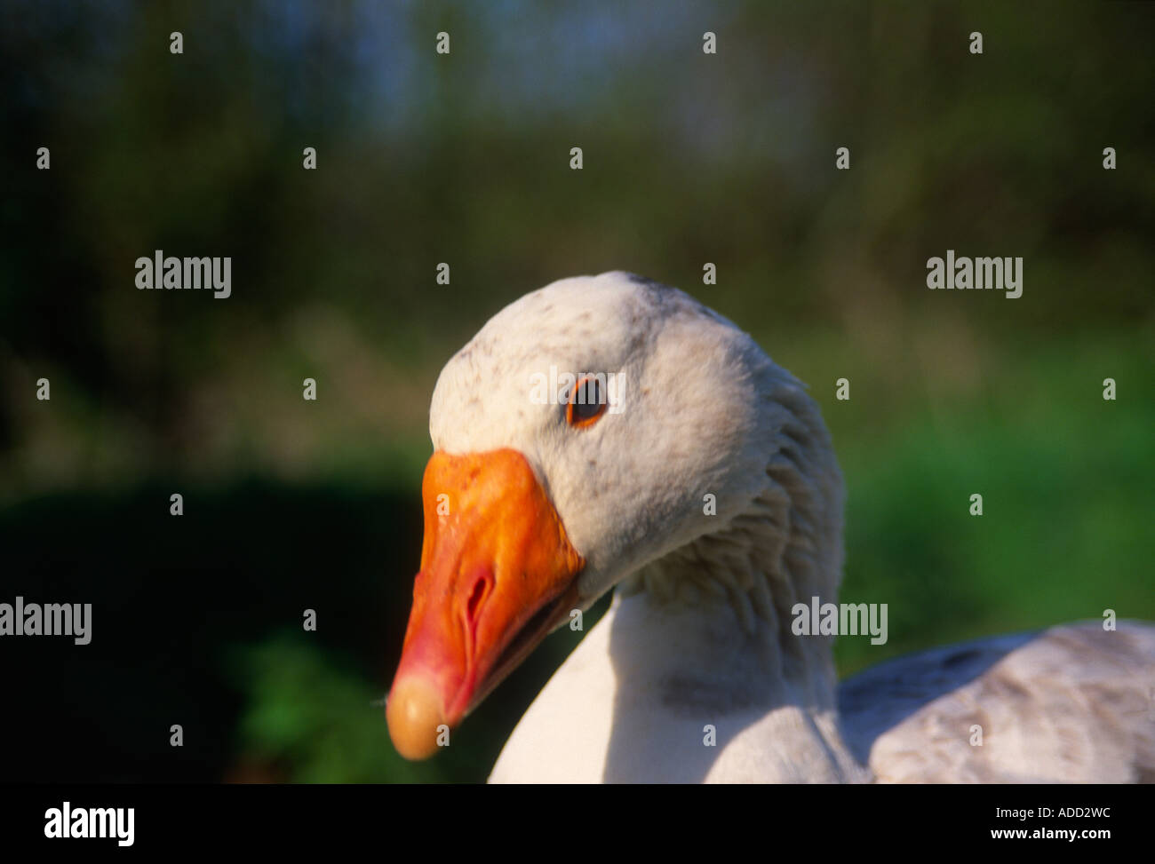 White Embden English goose head close up Stock Photo - Alamy