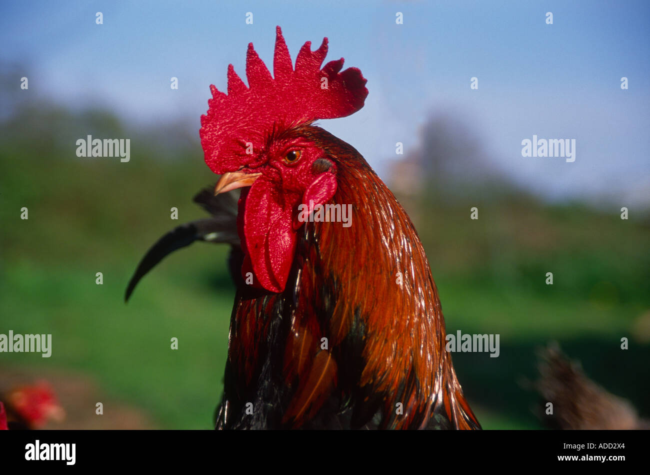 Cockerel head hi-res stock photography and images - Alamy