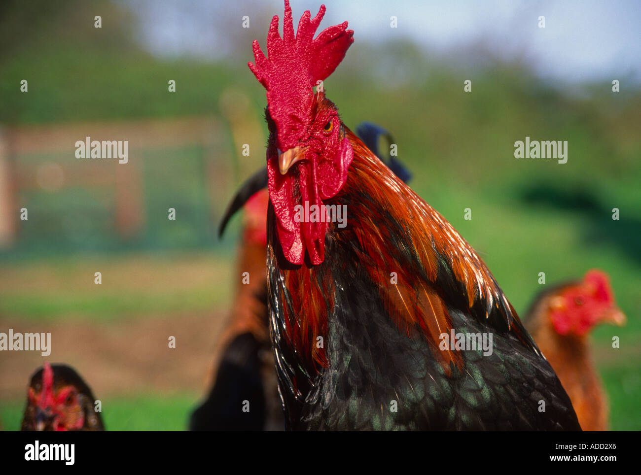 Cockerel head hi-res stock photography and images - Alamy