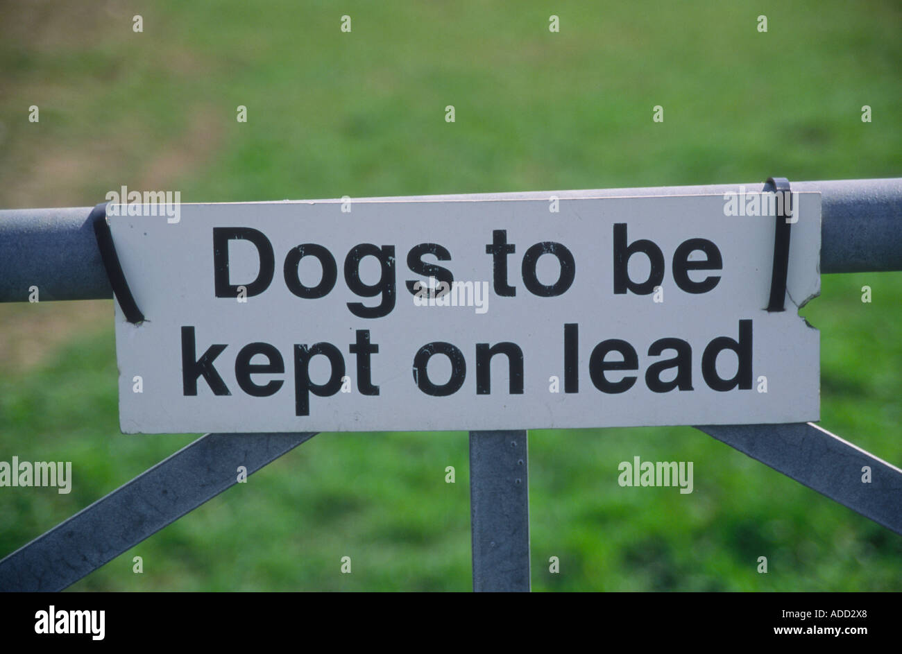 Kept on a lead hi-res stock photography and images - Alamy