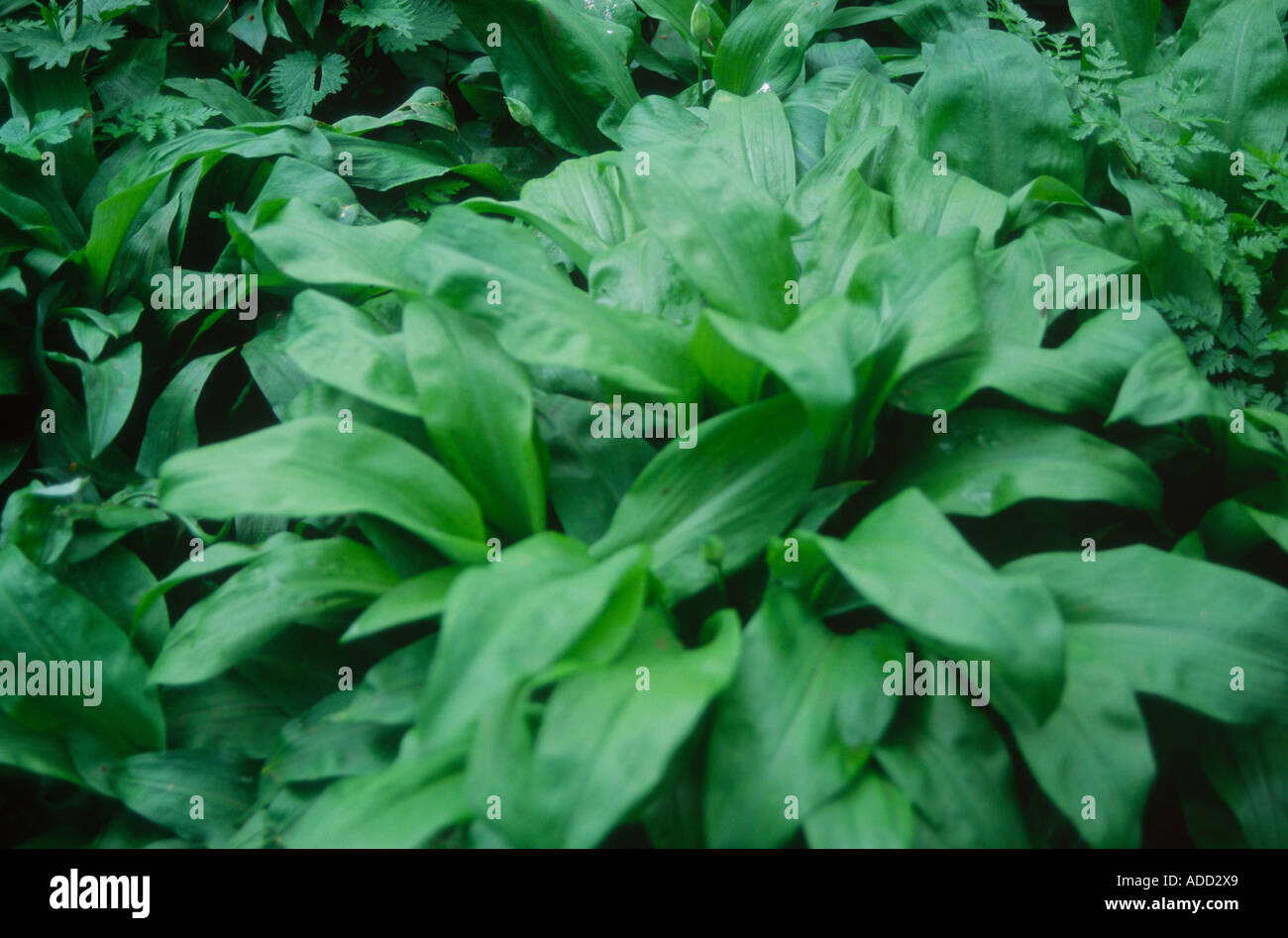 Ransom leaves hi-res stock photography and images - Alamy