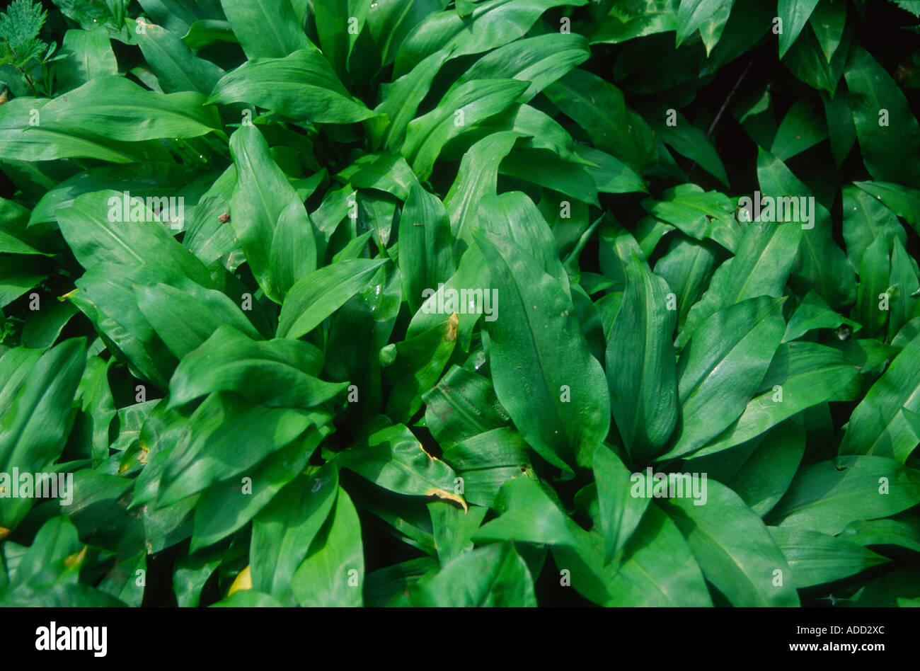 Ransom leaves hi-res stock photography and images - Alamy