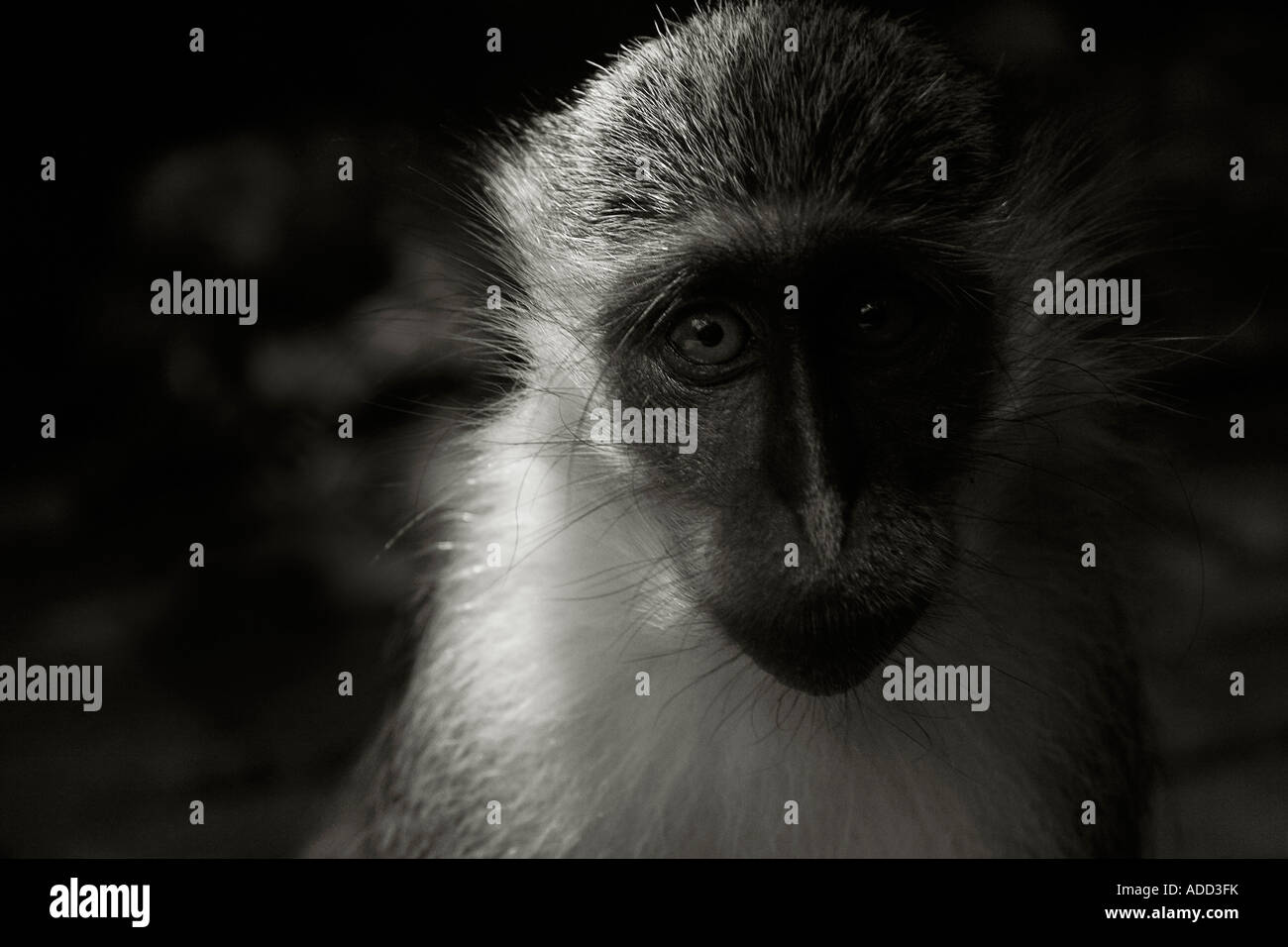 A green monkey Stock Photo - Alamy