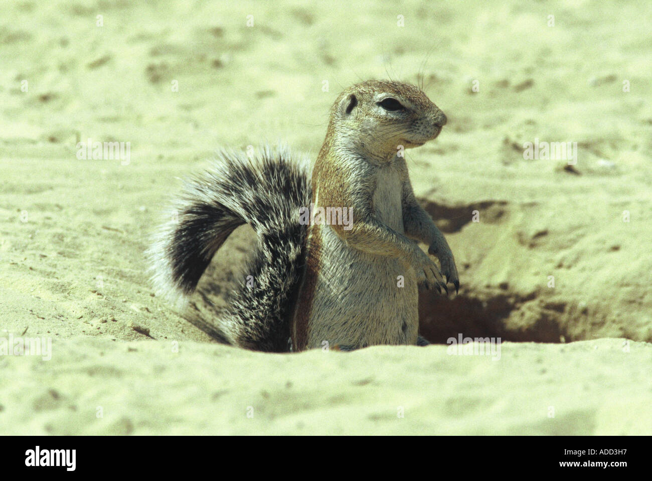 Xerus inaurus hi-res stock photography and images - Alamy