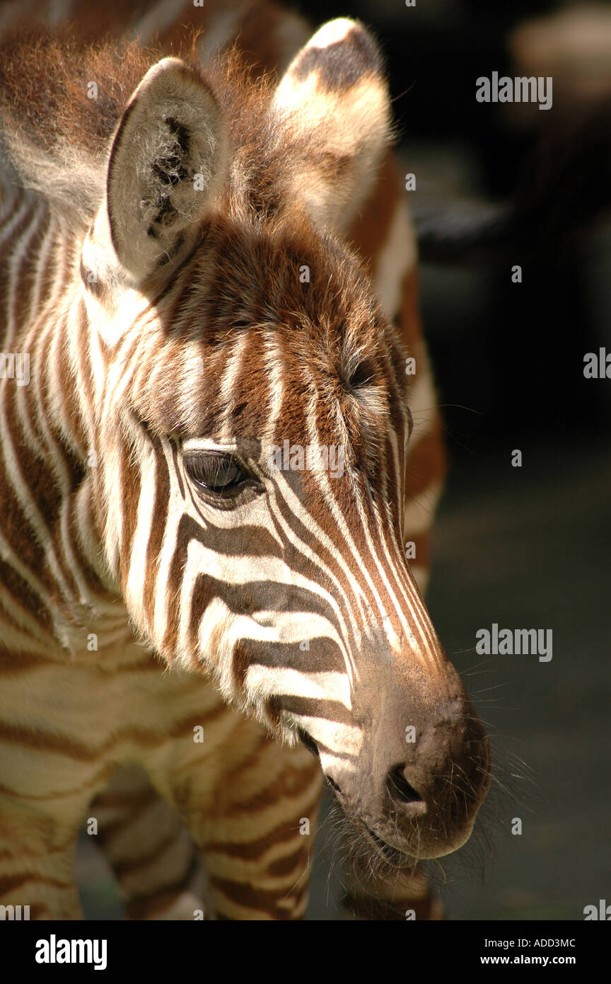 Grant's Zebra Equus burchelli boehmi also called Boehm's Zebra Stock ...