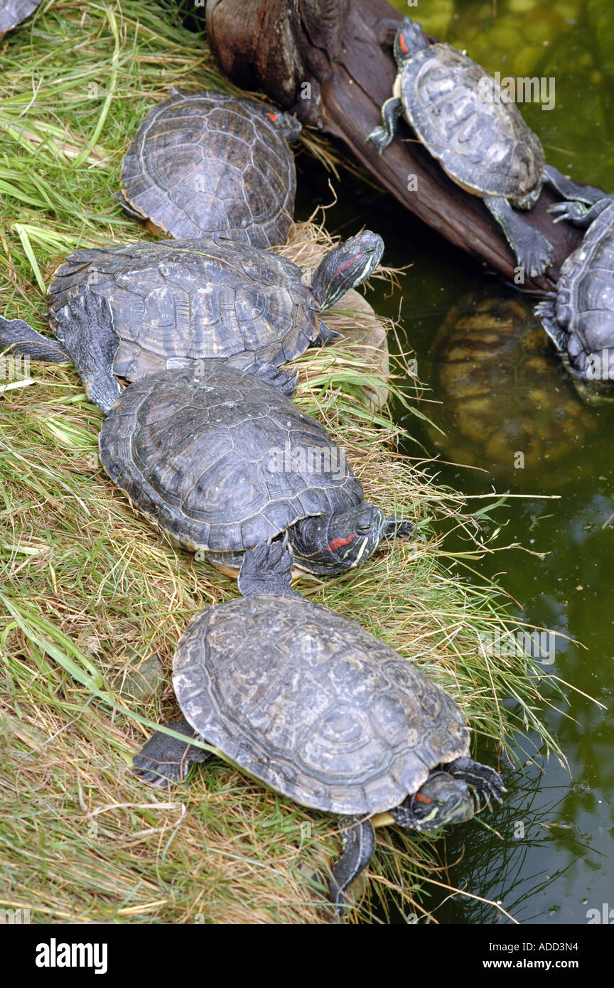 Redeared slider turtle hi-res stock photography and images - Alamy