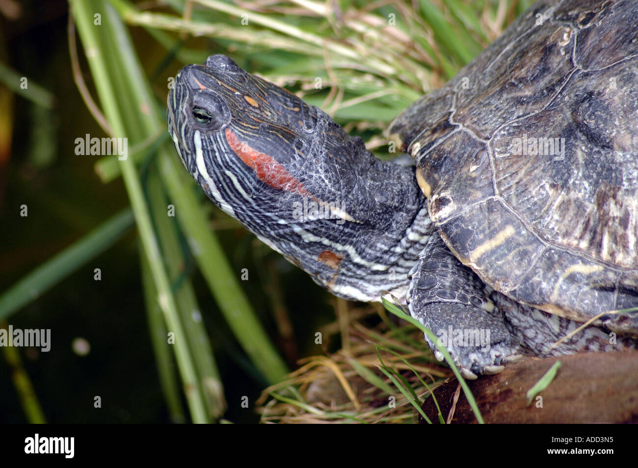 Chrysemys Scripta Elegans Stock Photos & Chrysemys Scripta Elegans ...