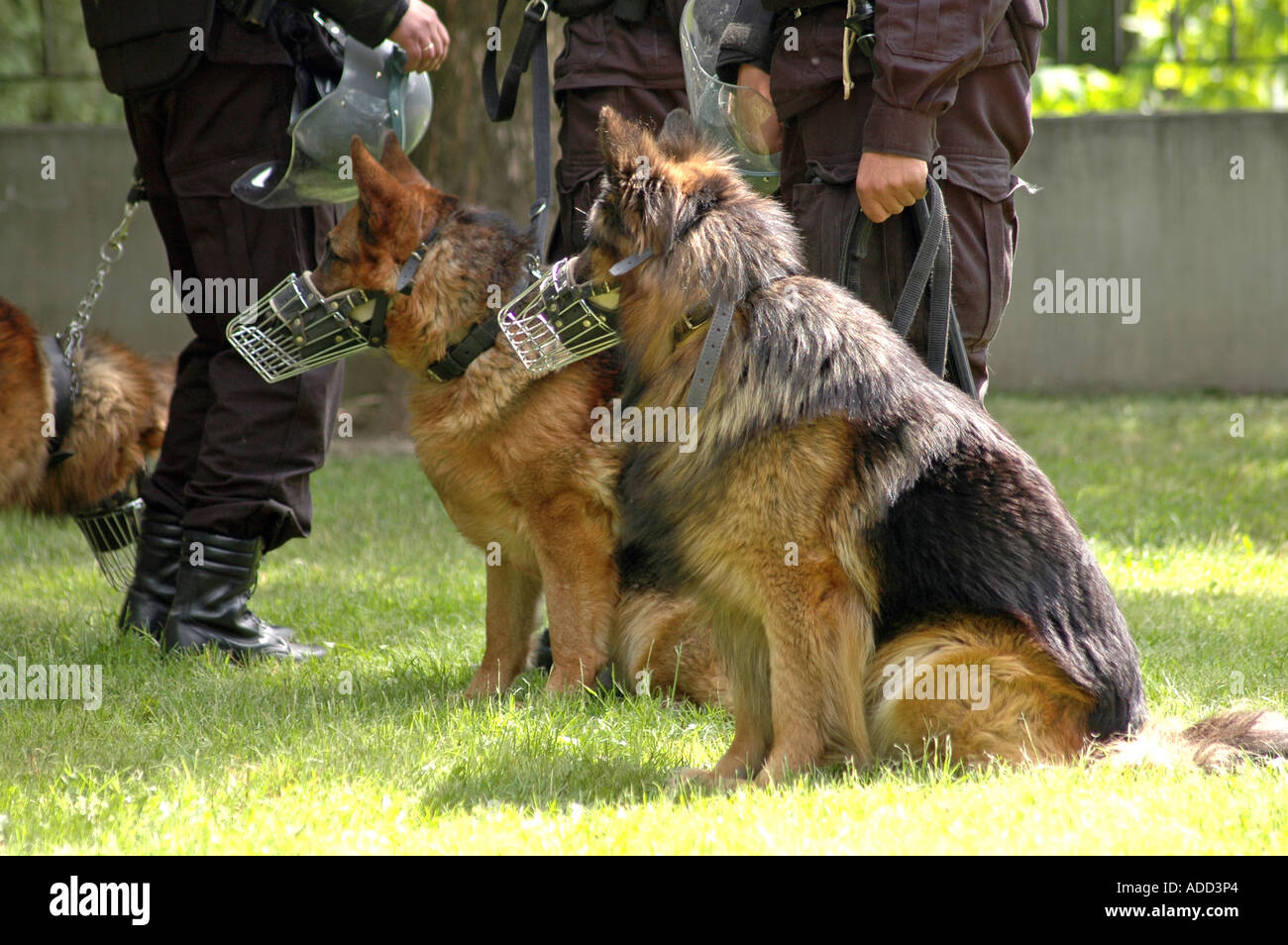 Police officers with dogs delegated to protecting 'Equality Parade' in ...