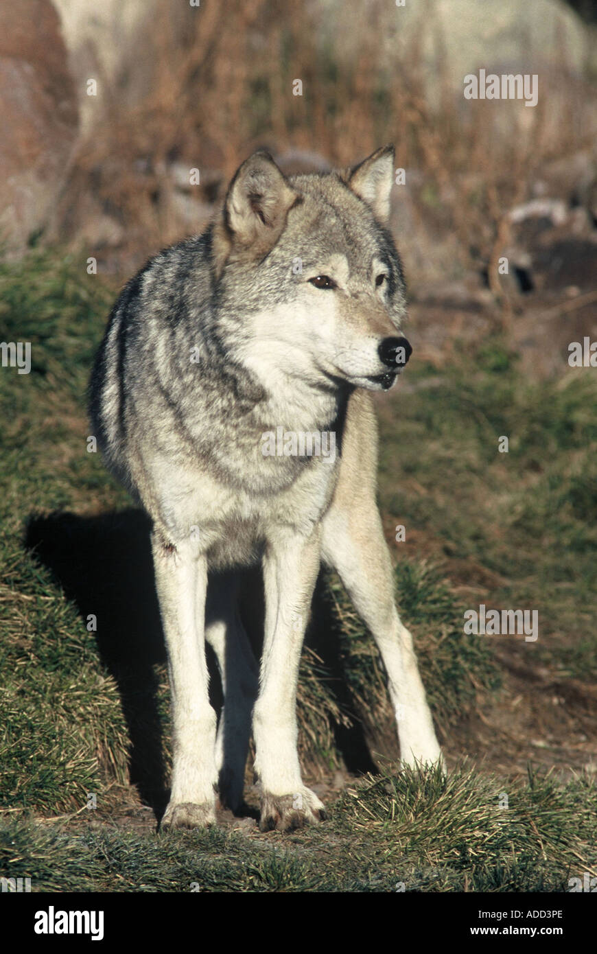 Wolf alpha pair hi-res stock photography and images - Alamy