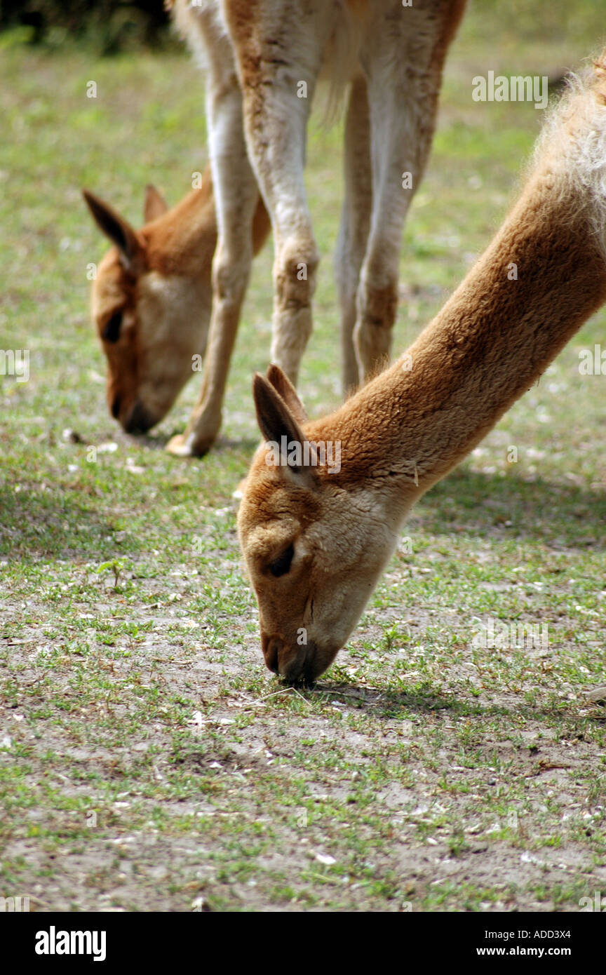 Vicuna eating grass hi-res stock photography and images - Alamy
