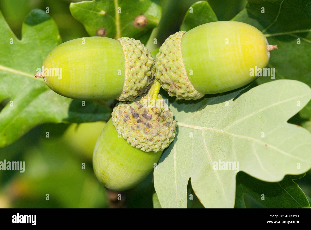 Green acorns close up quercus robur hi-res stock photography and images - Alamy