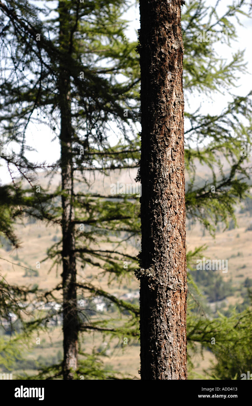 On the way up to Cima Bosco Stock Photo - Alamy