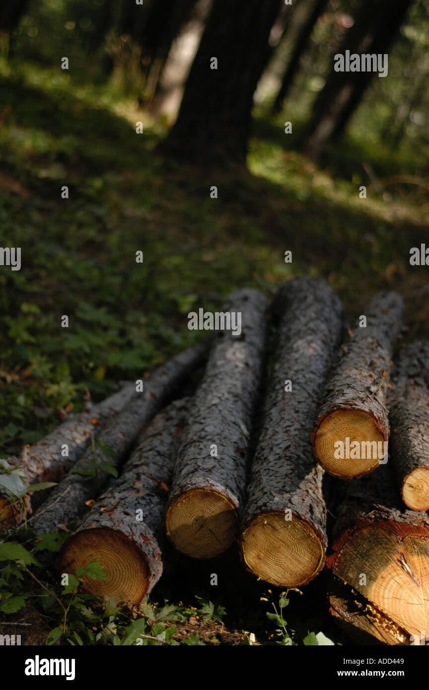 On the way up to Cima Bosco Stock Photo - Alamy