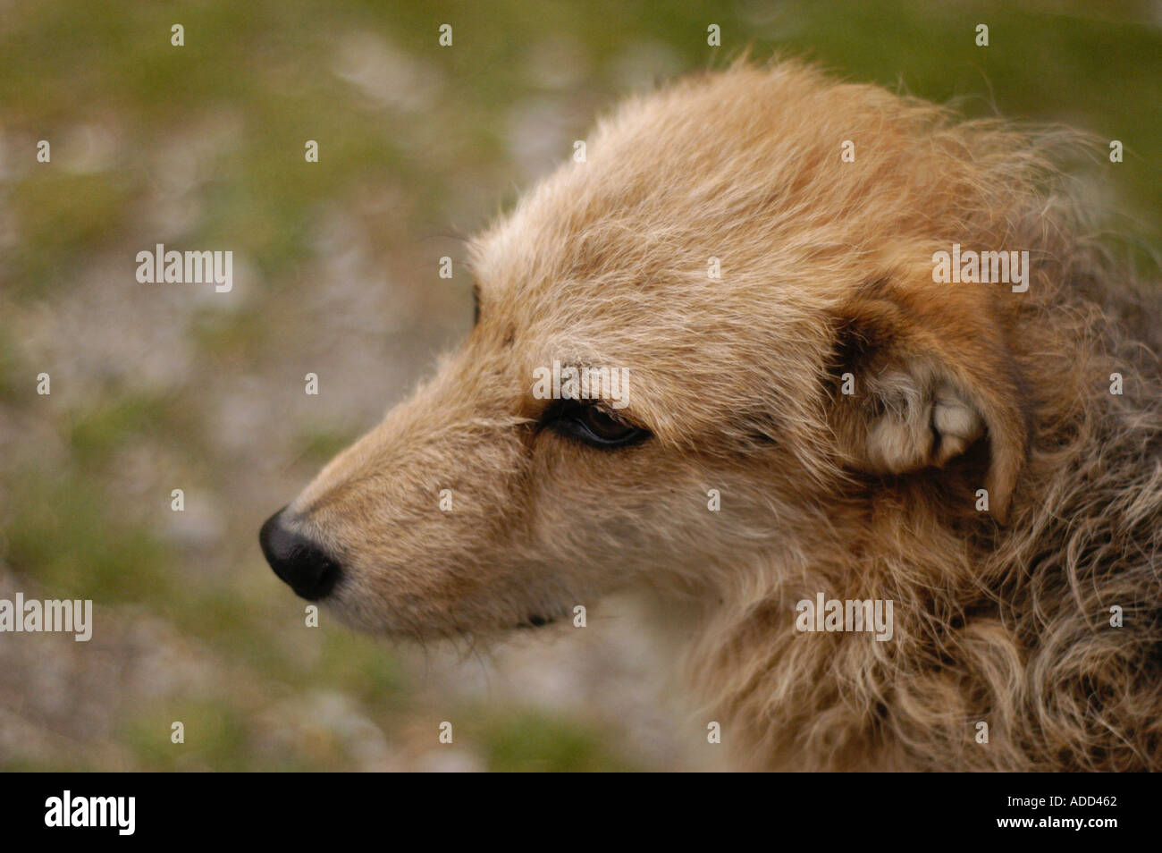 Italian farmer's dog Stock Photo - Alamy