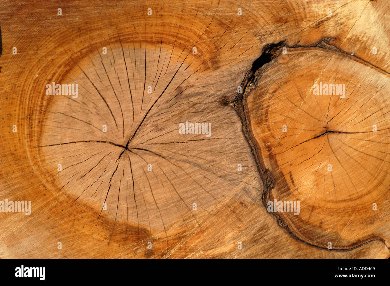 cross section of beech bole with ingrown knob Stock Photo - Alamy