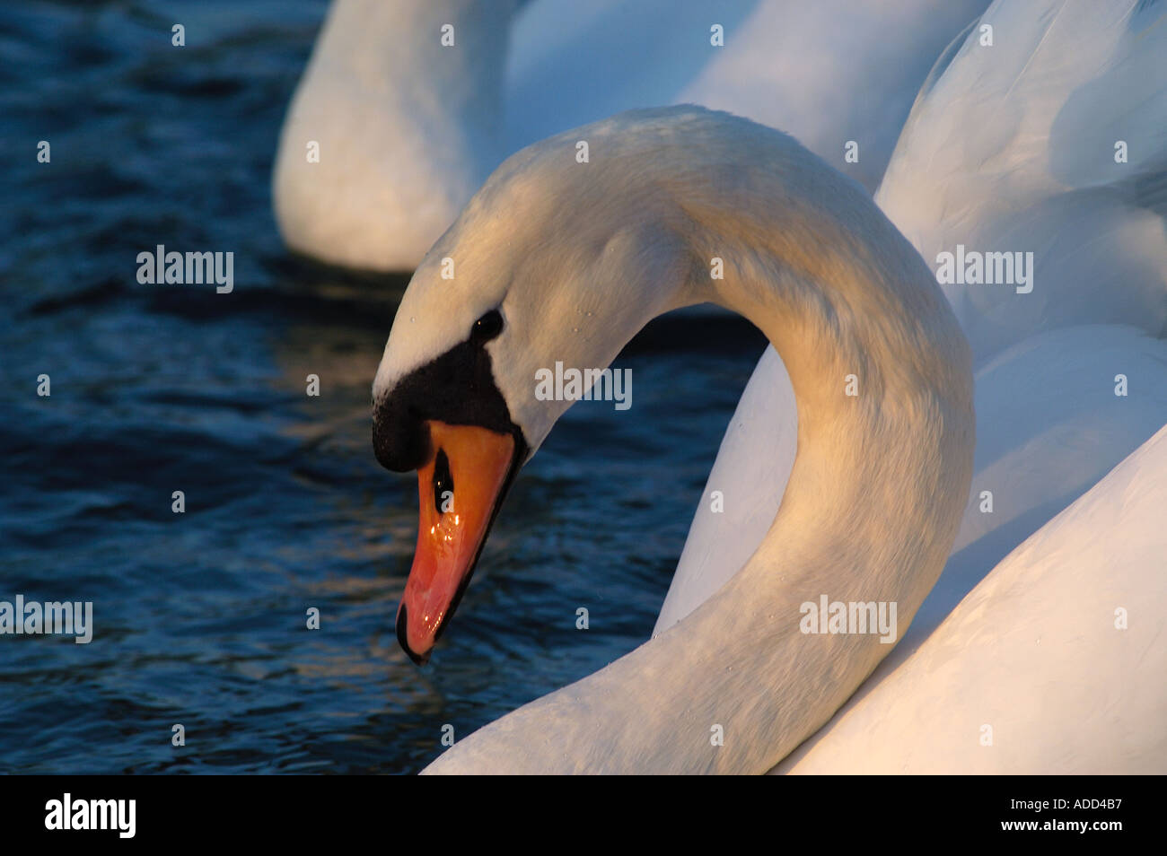 Swan figure hi-res stock photography and images - Alamy